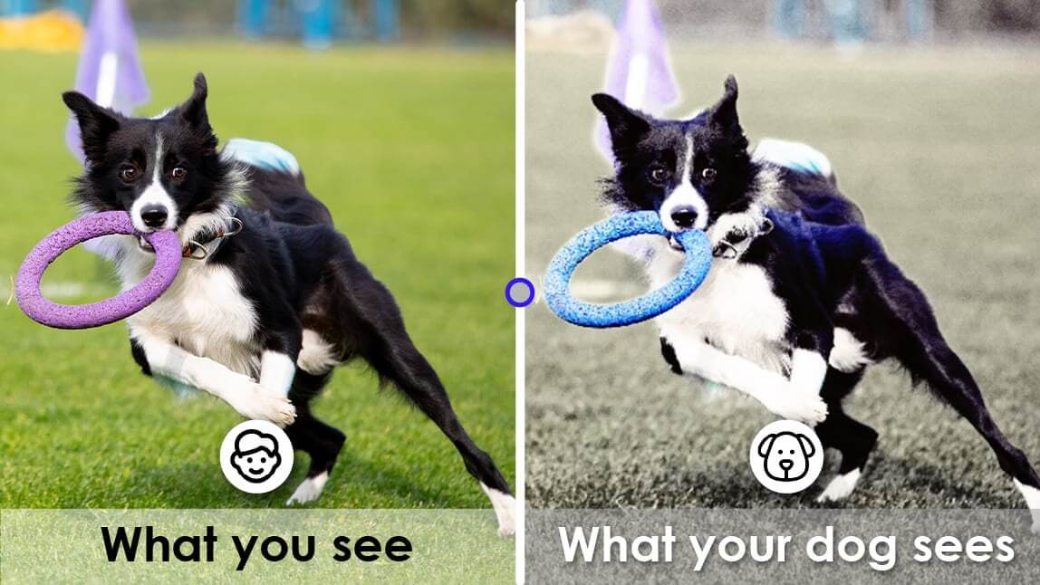 Apple Dog Meme: How To Create Viral TikTok AI Videos | PERFECT